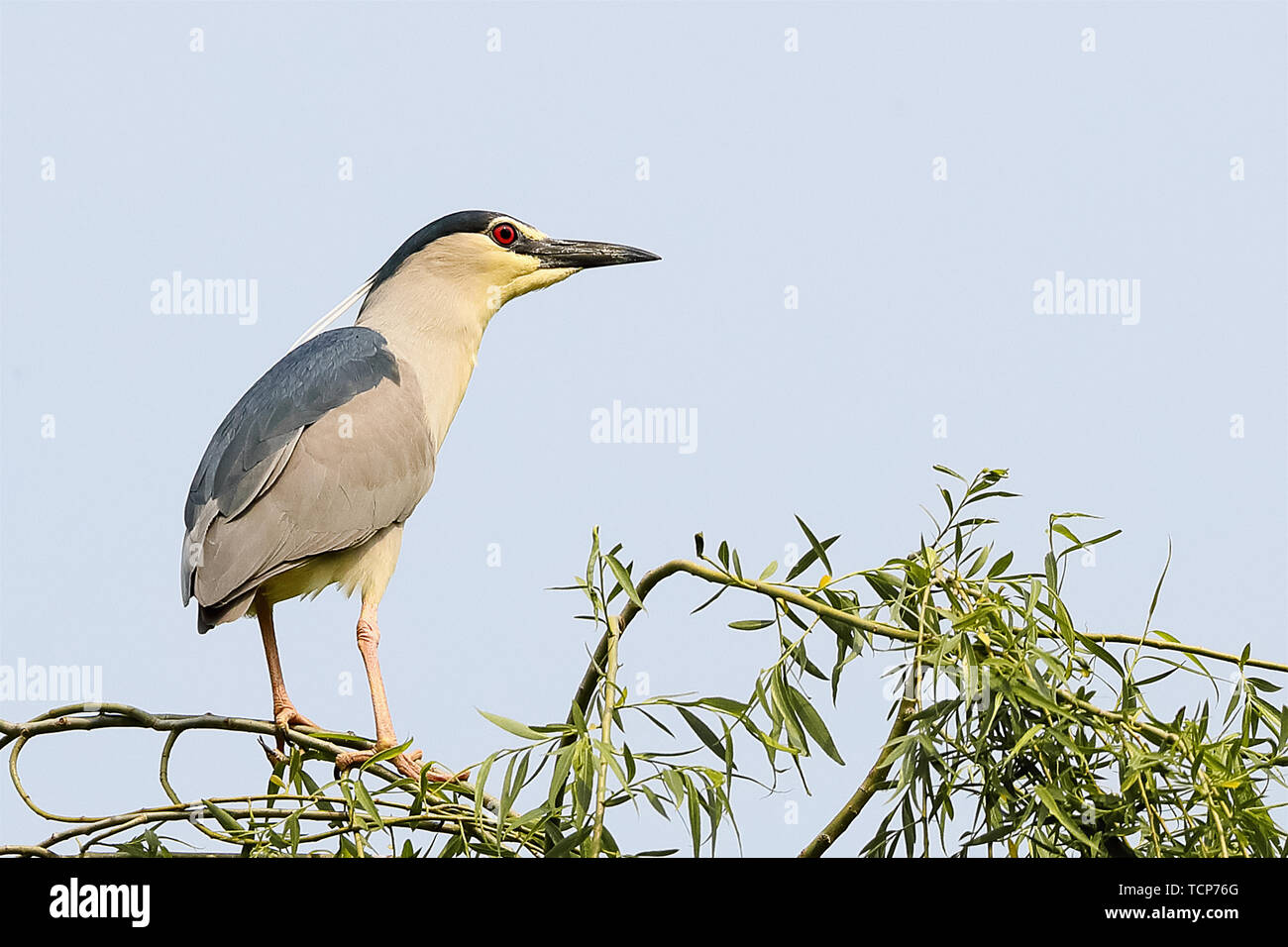 Man with beak hi-res stock photography and images - Alamy