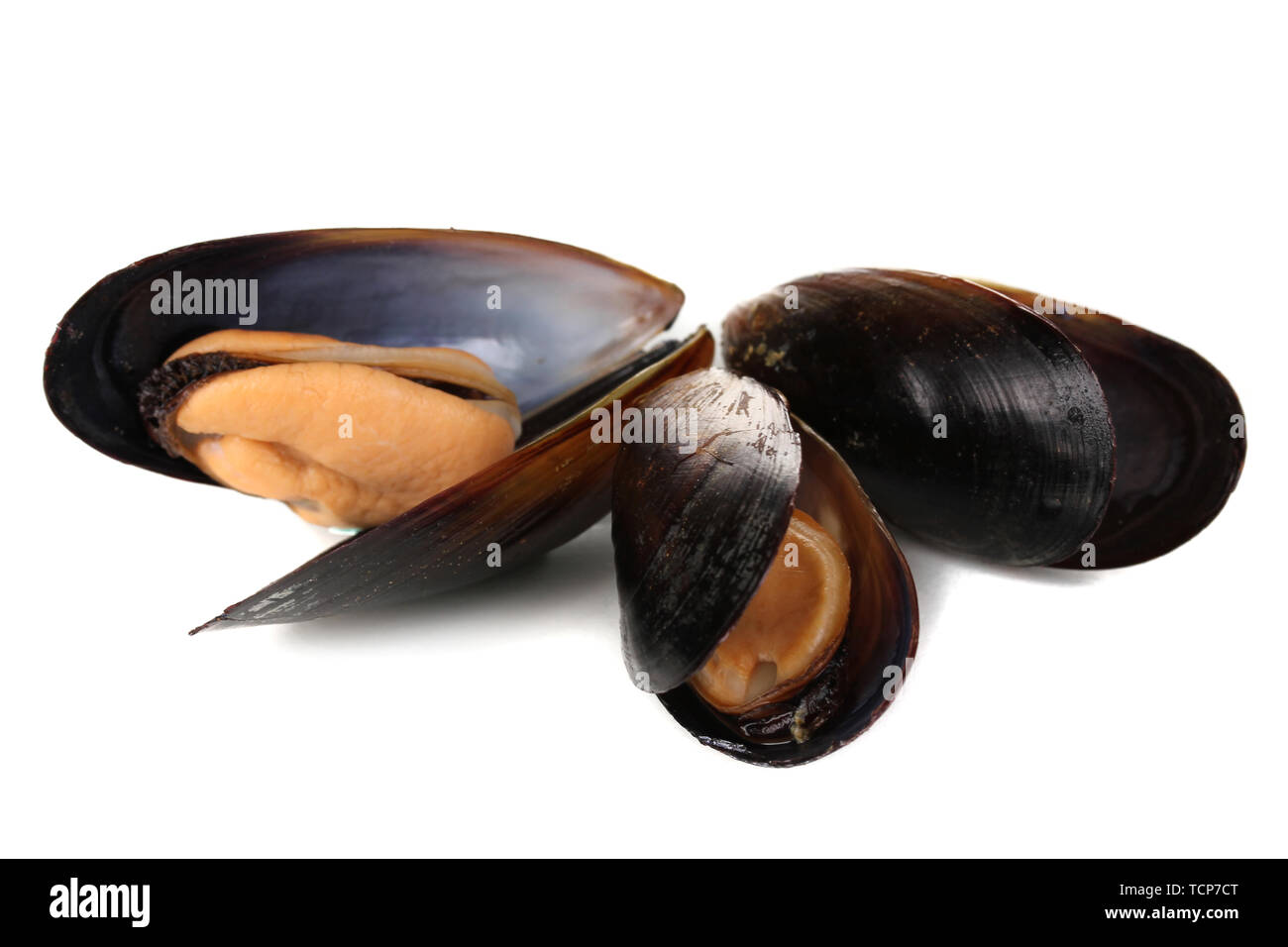 Mussels in shell isolated on white Stock Photo - Alamy