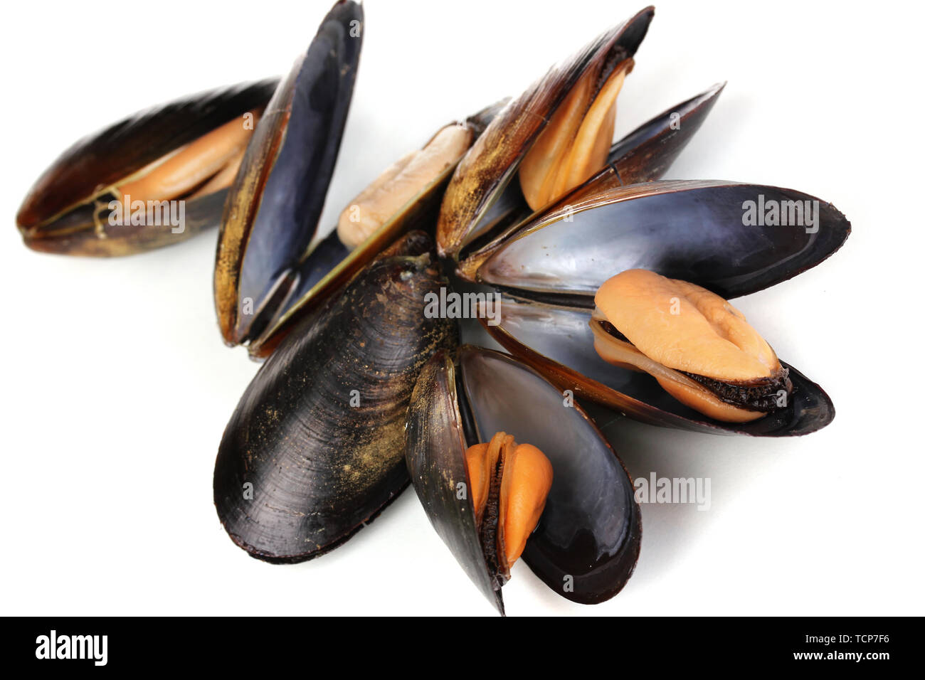 Nacre snail shell shellfish hi-res stock photography and images - Alamy