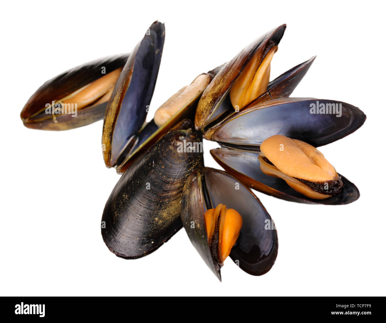 Mussels in shell isolated on white Stock Photo - Alamy