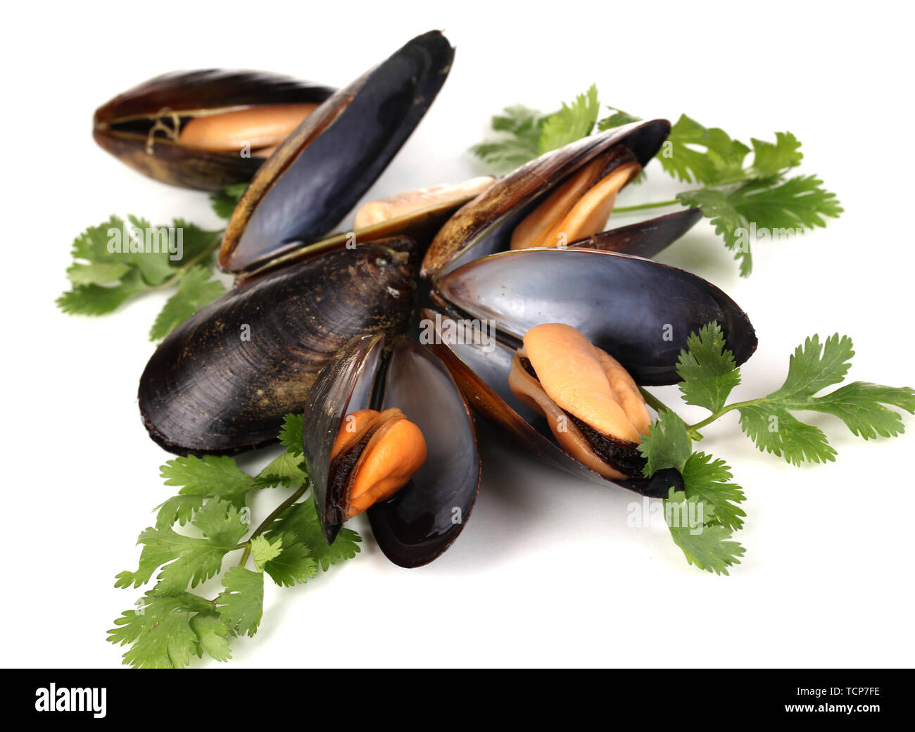 Mussels in shell with fresh herbs isolated on white Stock Photo - Alamy
