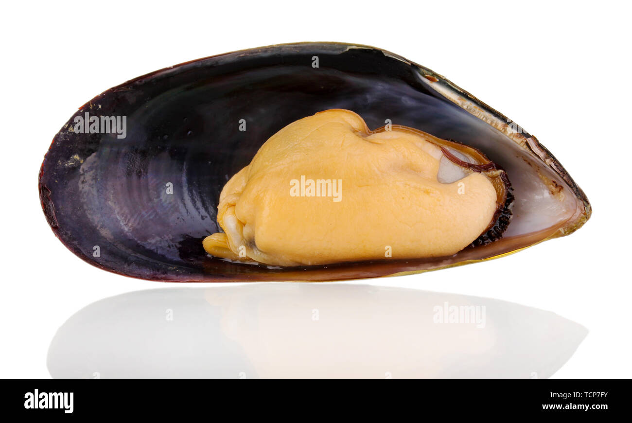 Mussel in shell isolated on white Stock Photo - Alamy