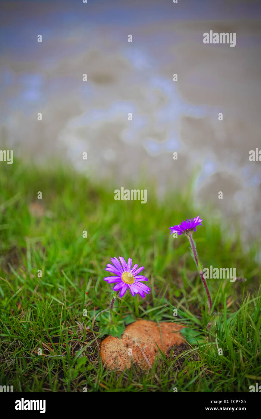 Plateau flower sea, Omutang flower sea Stock Photo - Alamy