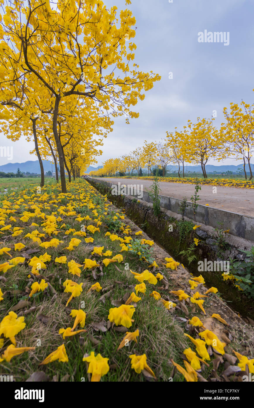 Huanghua Feng Suzuki in Wengyuan Core Area of Wengyuan Modern ...