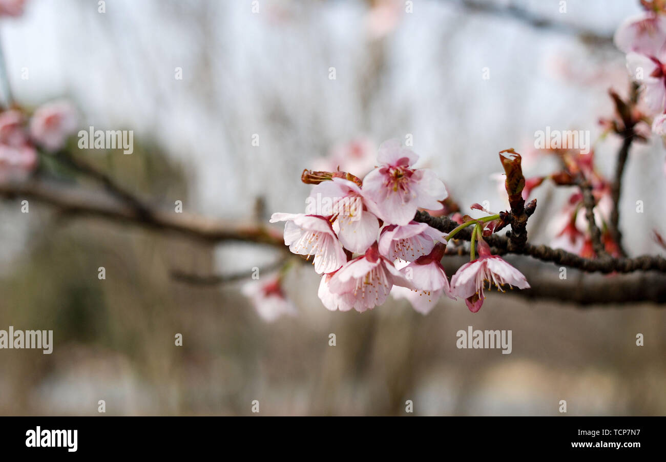 Fujian branch hi-res stock photography and images - Alamy