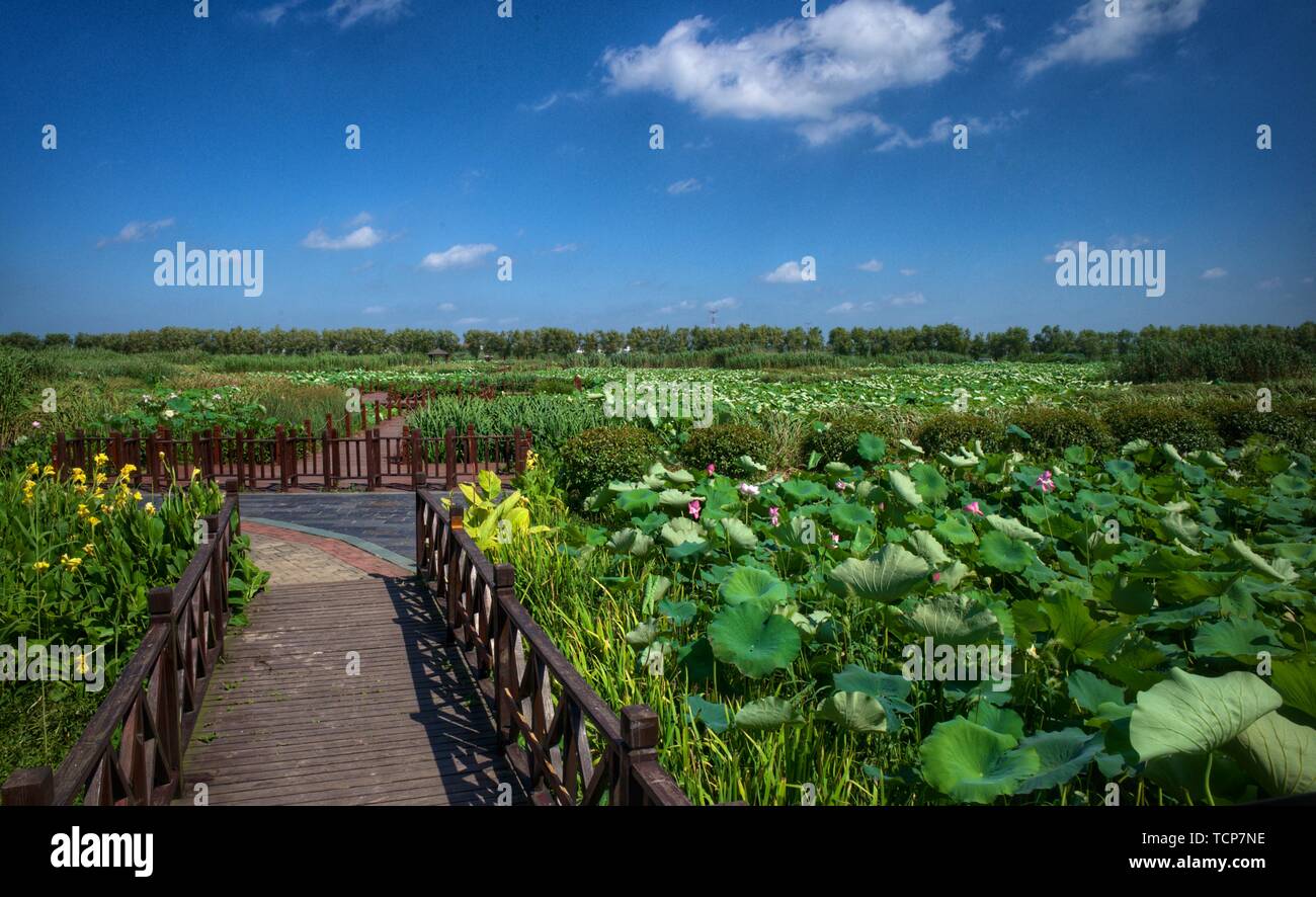 Side lotus hi-res stock photography and images - Alamy