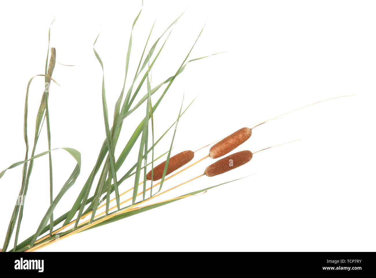 Bouquet dry reeds close hi-res stock photography and images - Alamy