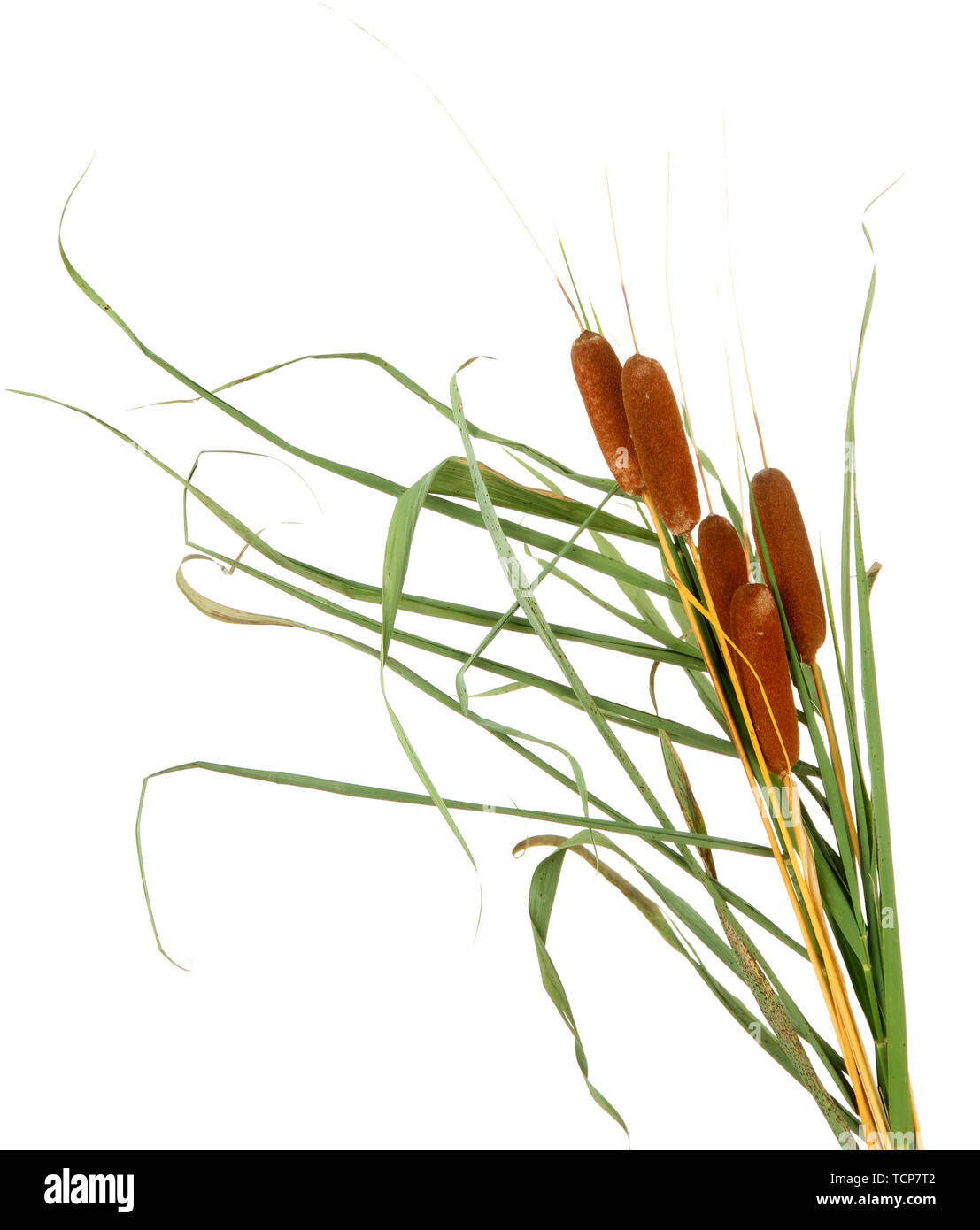 Closeup shot reeds plants hi-res stock photography and images - Alamy