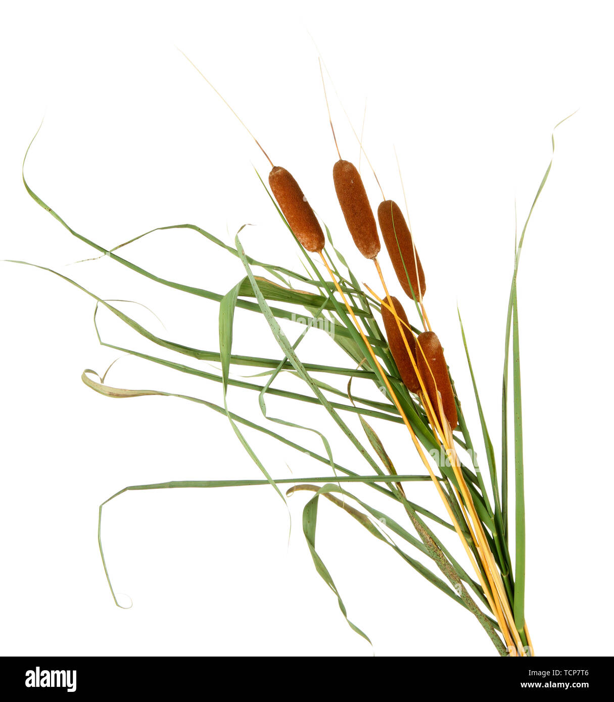 Dried pond Cut Out Stock Images & Pictures - Alamy