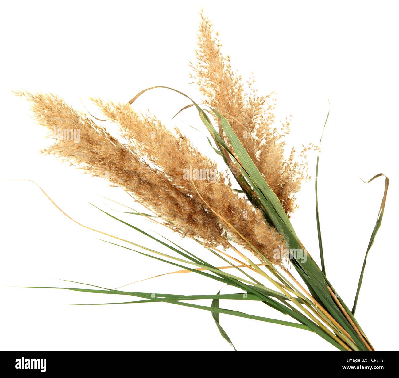 Reed bunch Cut Out Stock Images & Pictures - Alamy