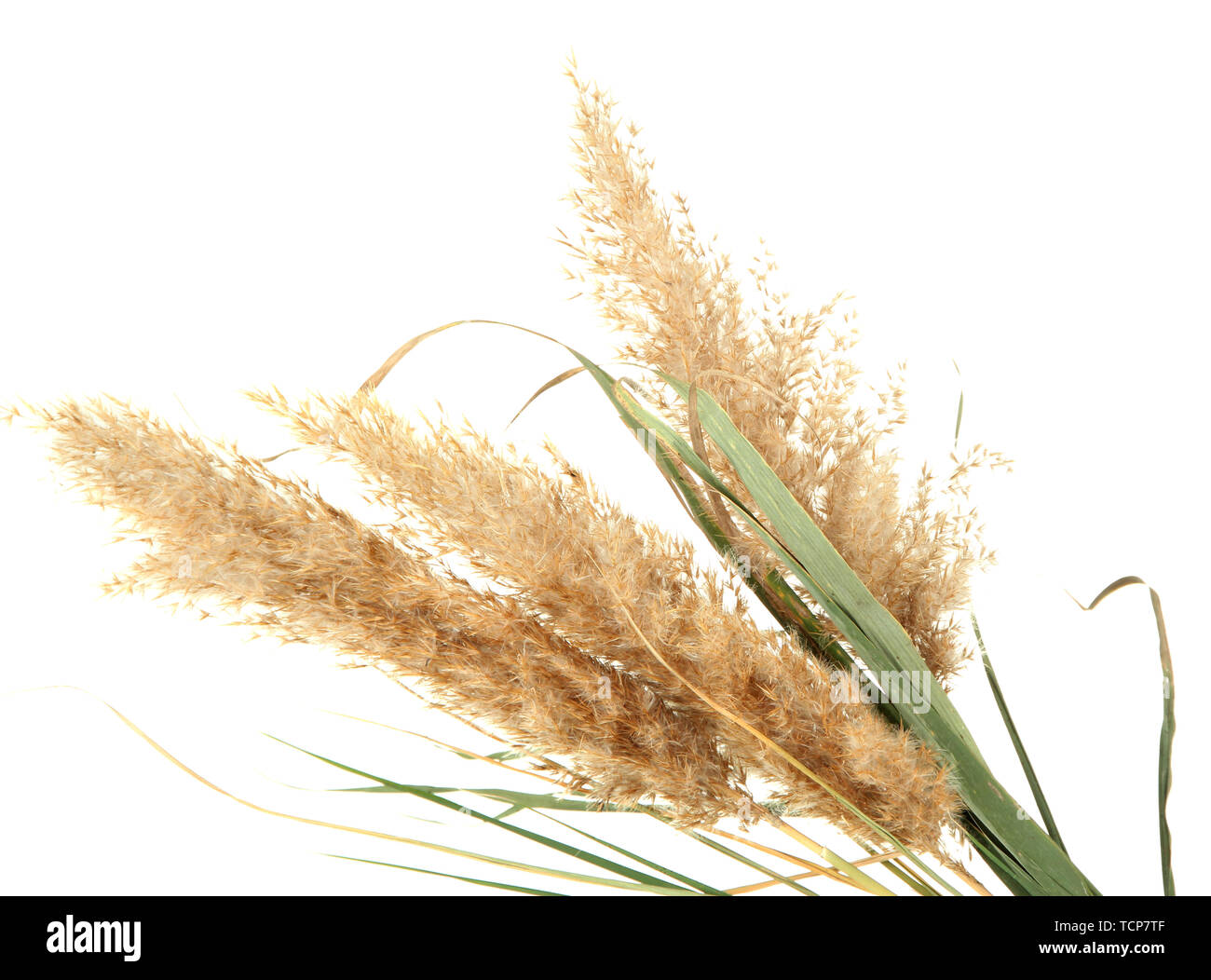 Closeup shot reeds plants hi-res stock photography and images - Alamy