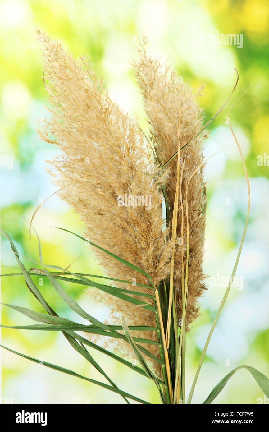 Bouquet dry reeds close hi-res stock photography and images - Alamy