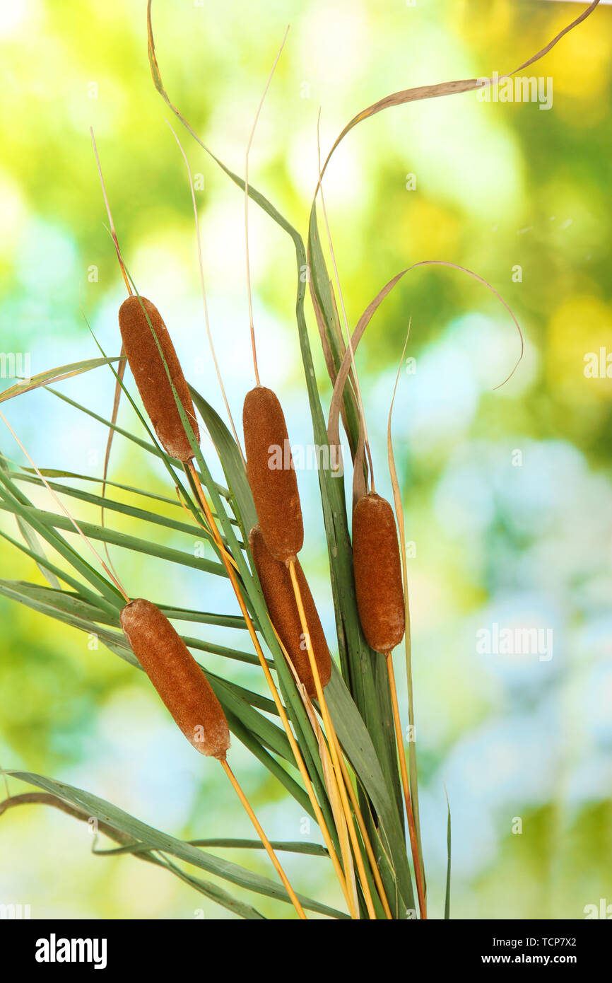Bouquet dry reeds close hi-res stock photography and images - Alamy