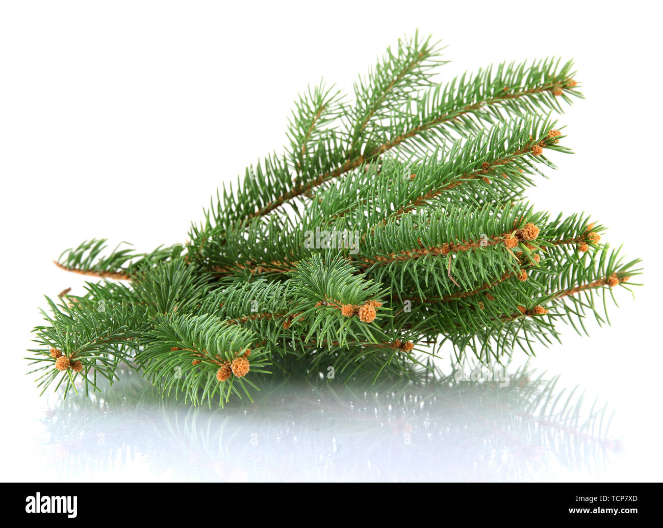 fir tree branch, isolated on white Stock Photo - Alamy