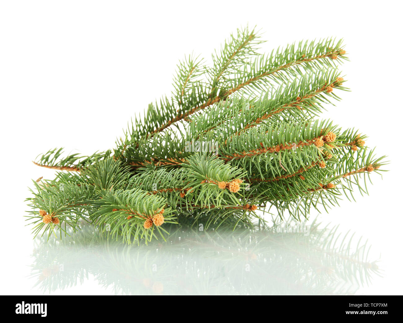 fir tree branch, isolated on white Stock Photo - Alamy