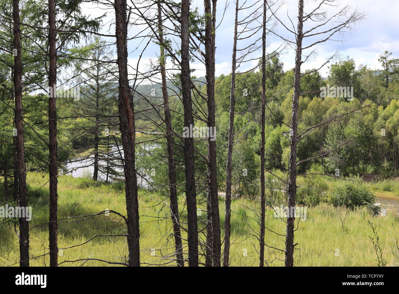 The mordaoga forest park hi-res stock photography and images - Alamy