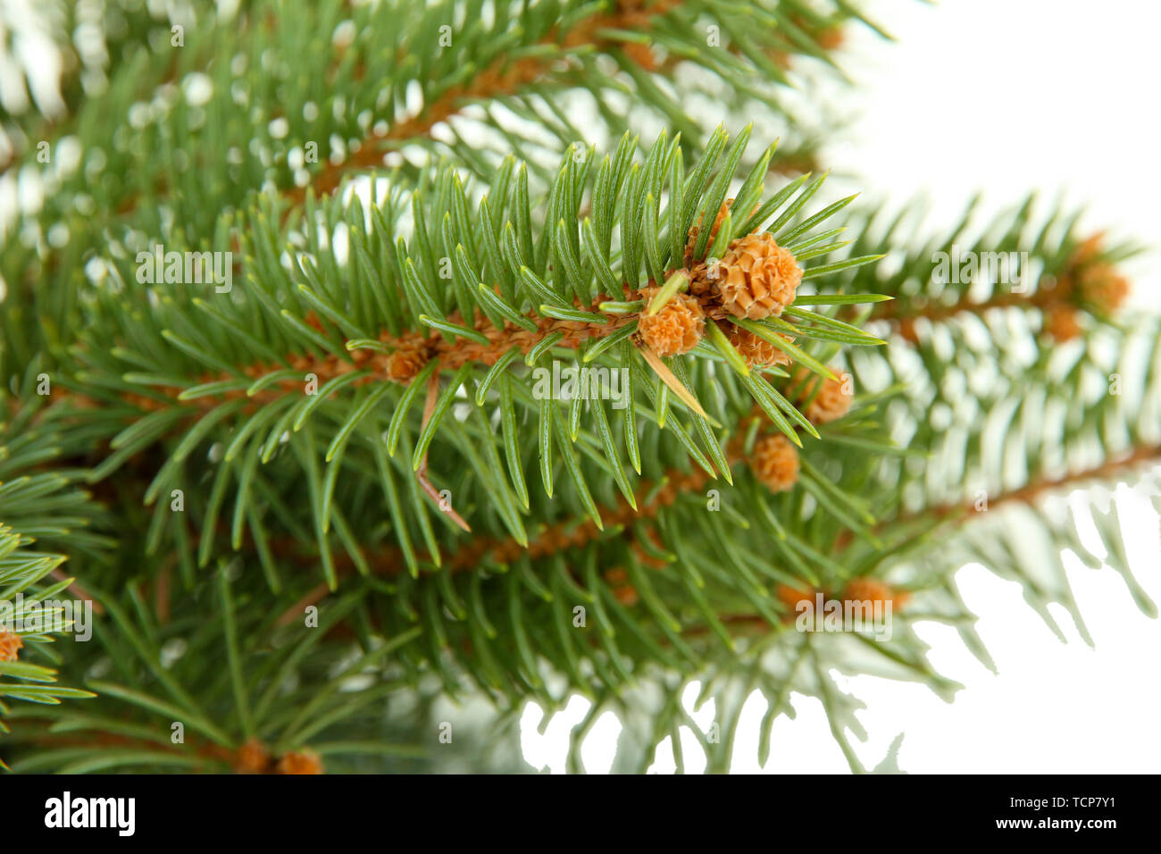 fir tree branch, isolated on white Stock Photo - Alamy