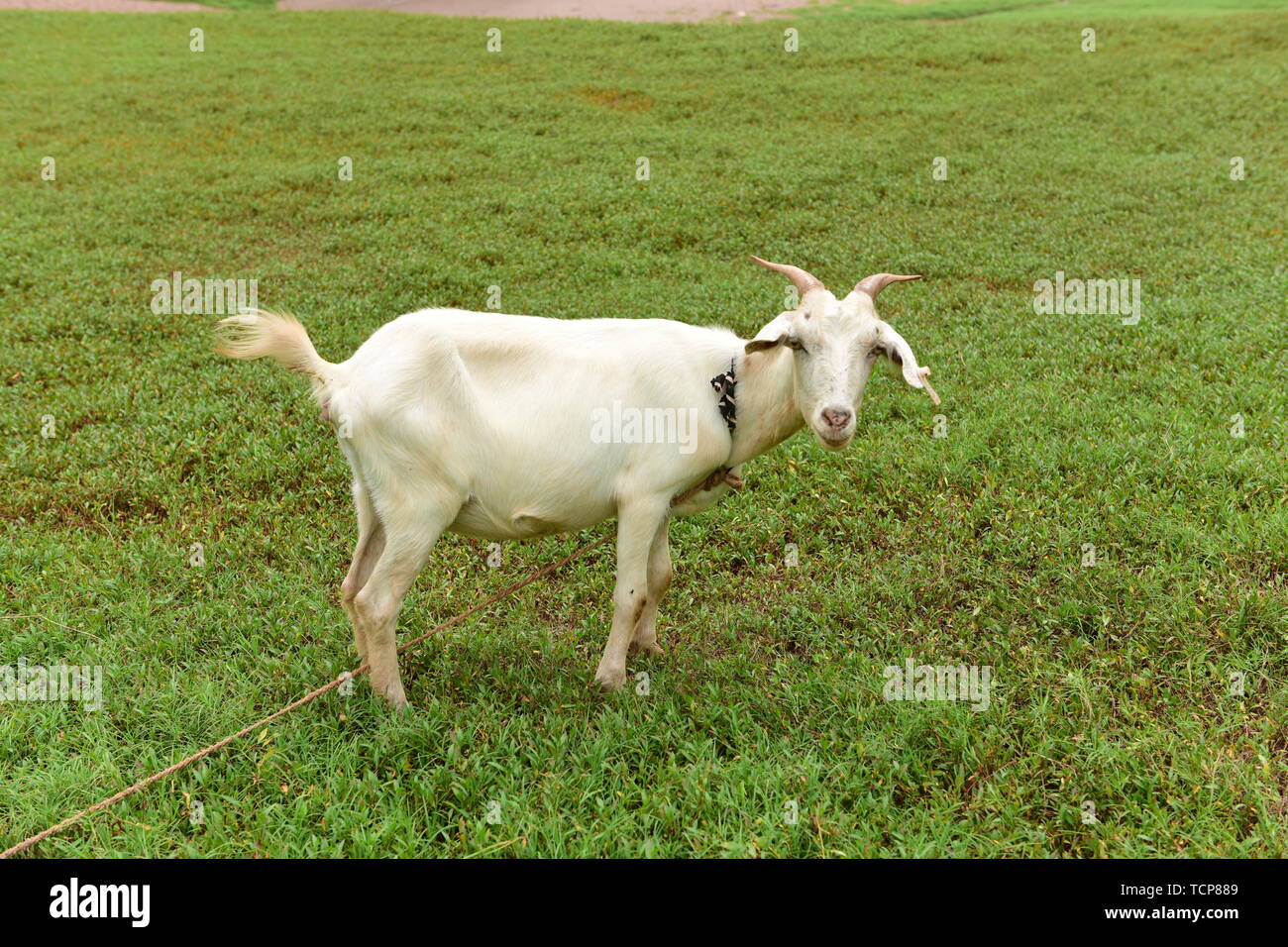 Environment biology definition hi-res stock photography and images - Alamy