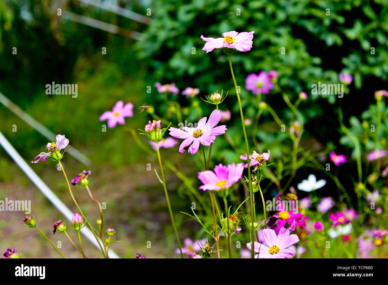 Scenery of Gucun Park in Shanghai Stock Photo - Alamy