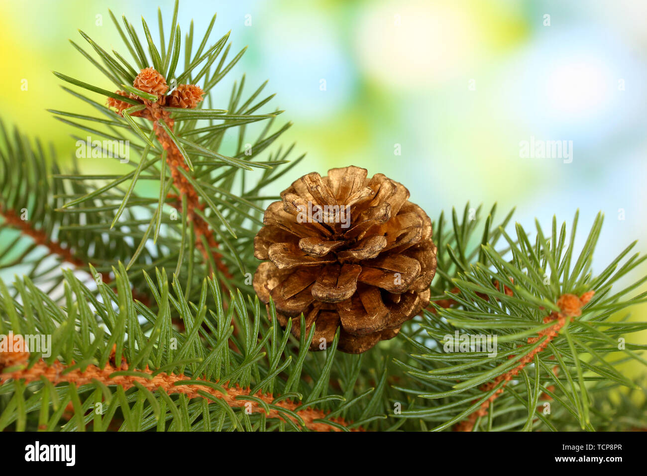cone on fir tree, on green background Stock Photo - Alamy