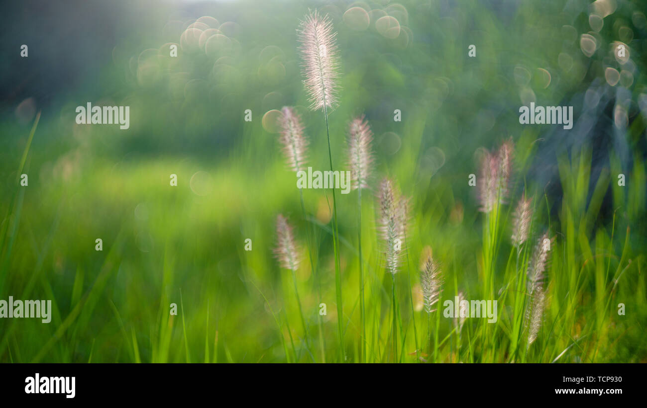 Dog tail grass backlight Stock Photo - Alamy