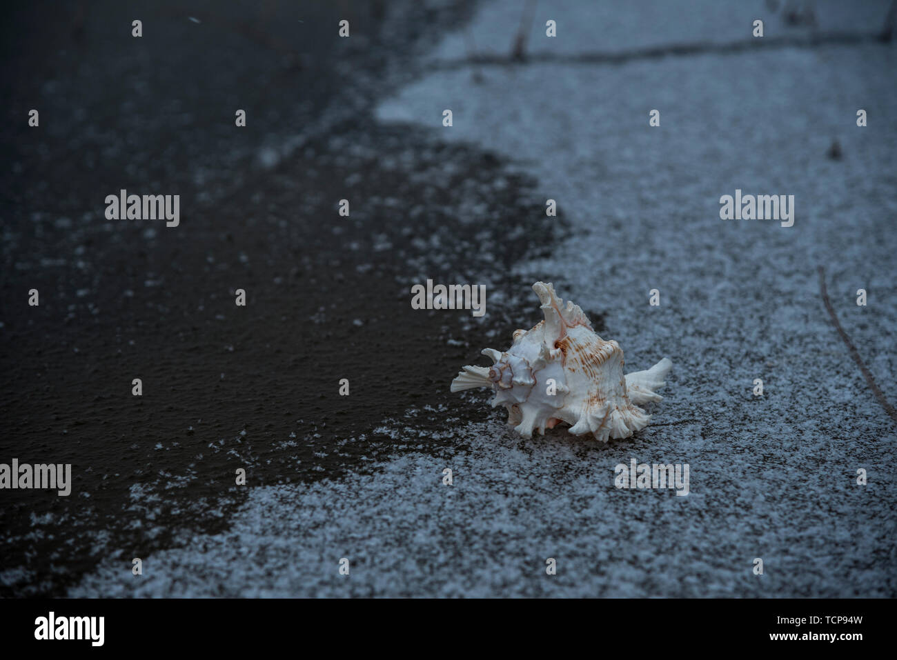 Conch on the ice Stock Photo - Alamy