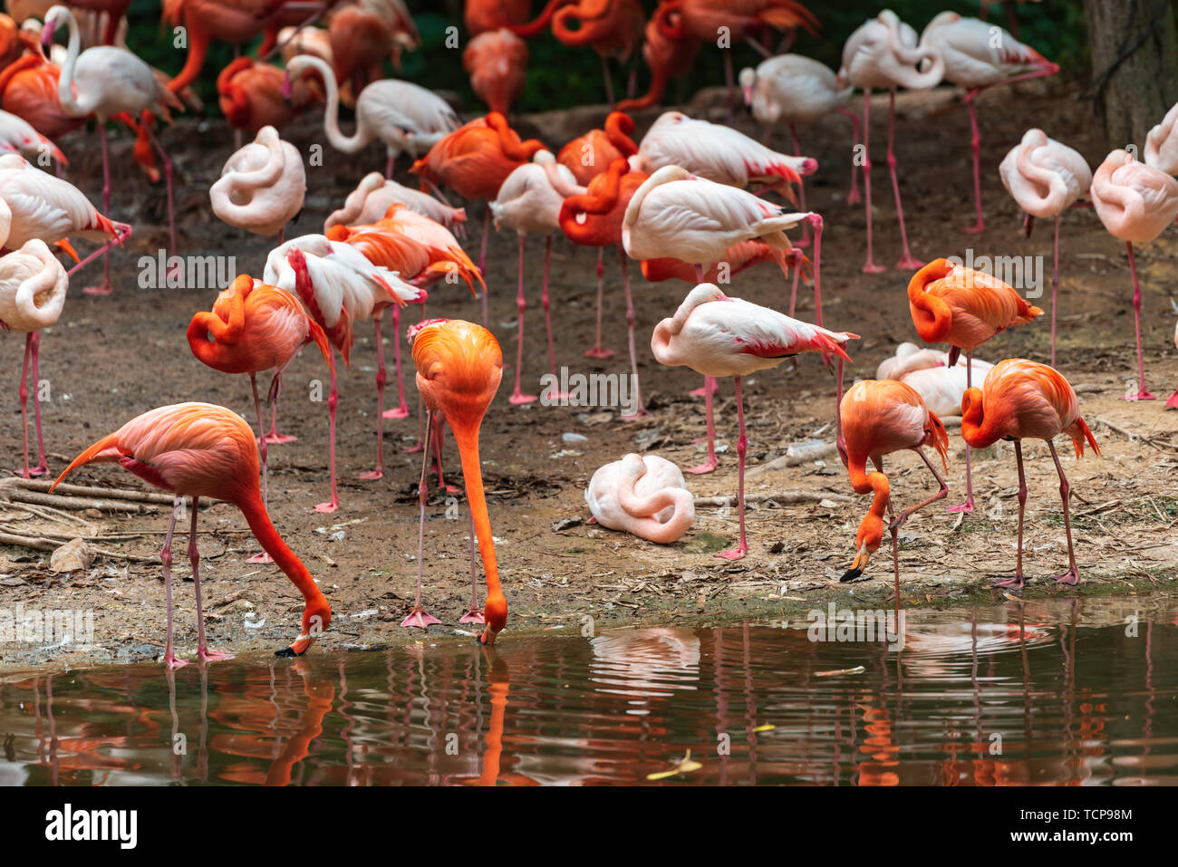 Changlong zoo hi-res stock photography and images - Alamy