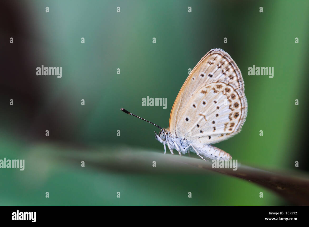 Micro shot of small butterflies, insects parked on leaves Stock Photo ...