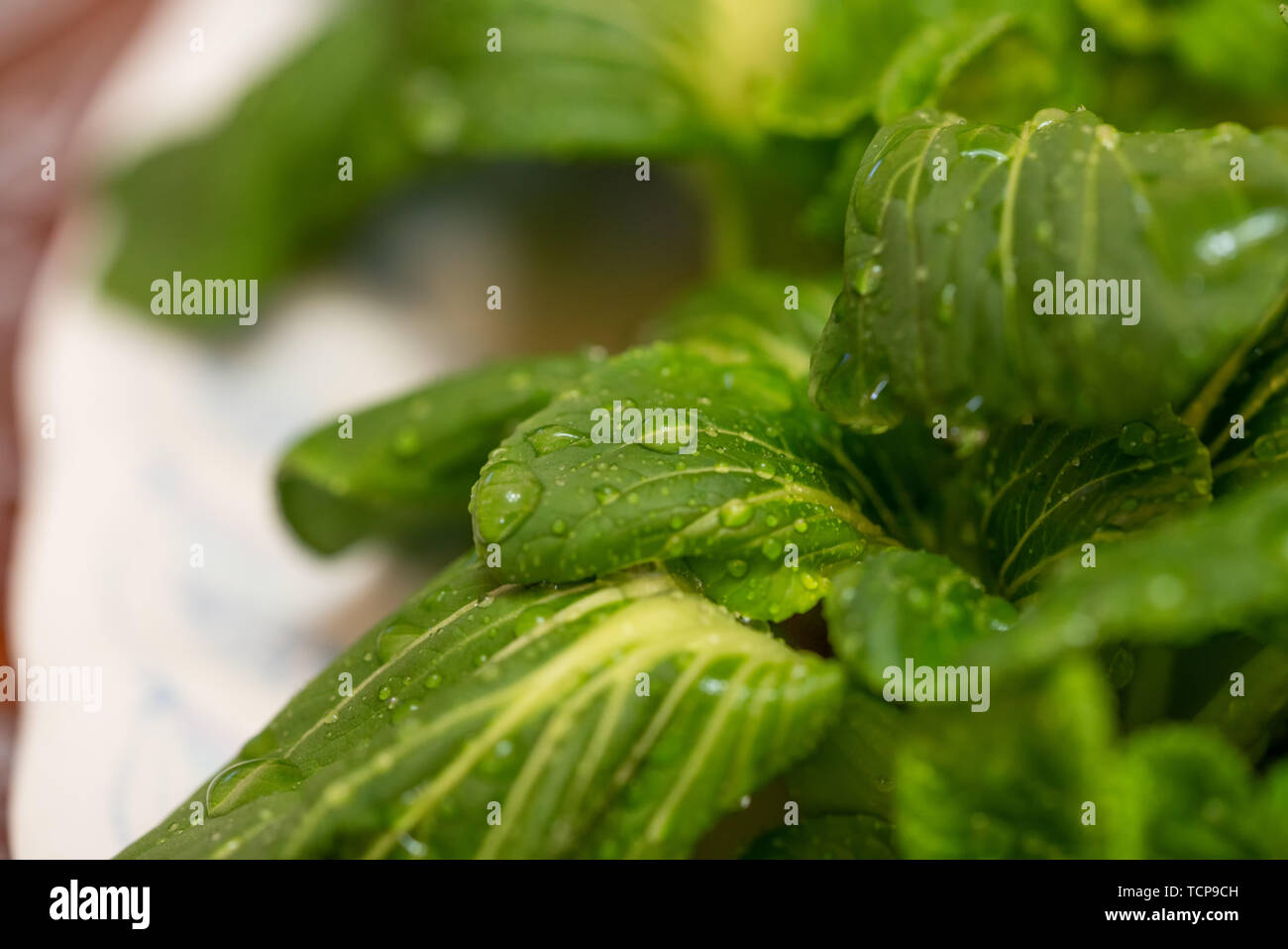 Micro shot of green plants, green green environment Stock Photo - Alamy