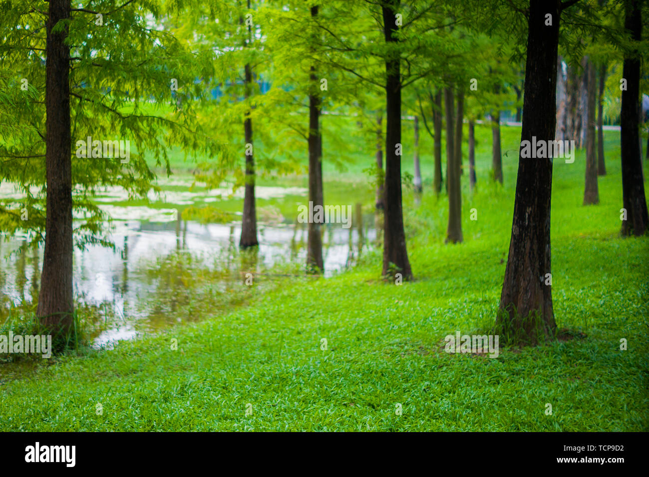 China forest guangzhou hi-res stock photography and images - Alamy
