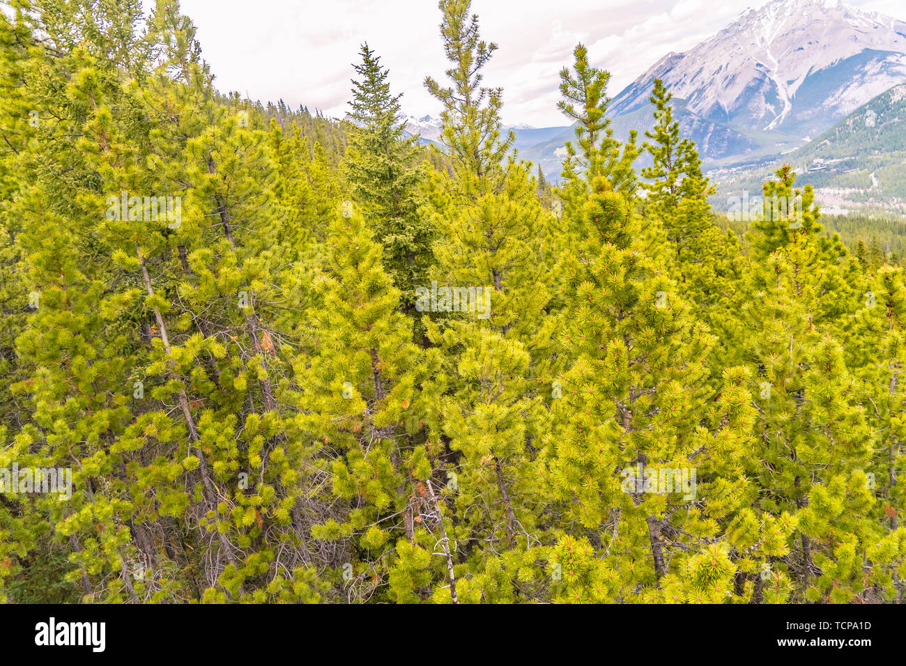 Trees on Mountain side under the Banff Gondola ride Stock Photo - Alamy