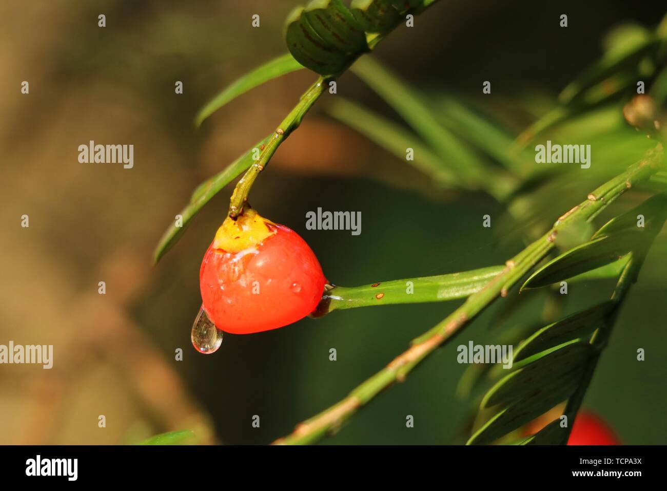 Acacia red beans Stock Photo - Alamy