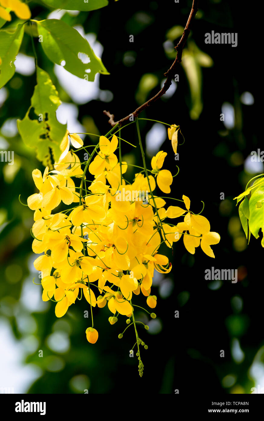 Gold chain flowers Stock Photo - Alamy