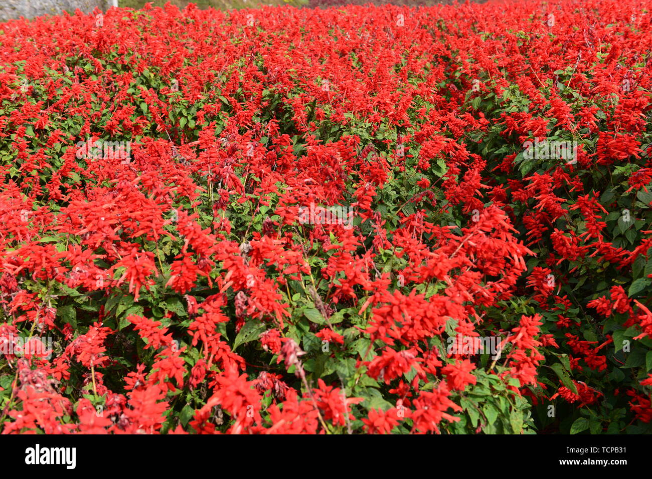String of red flowers Stock Photo - Alamy