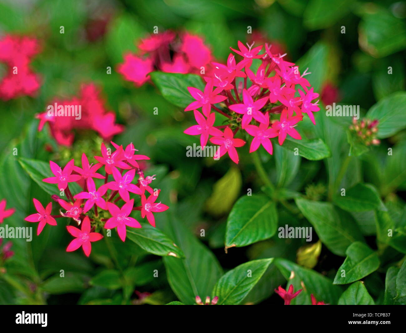 Five star flowers flowers and nature plants hi-res stock photography ...