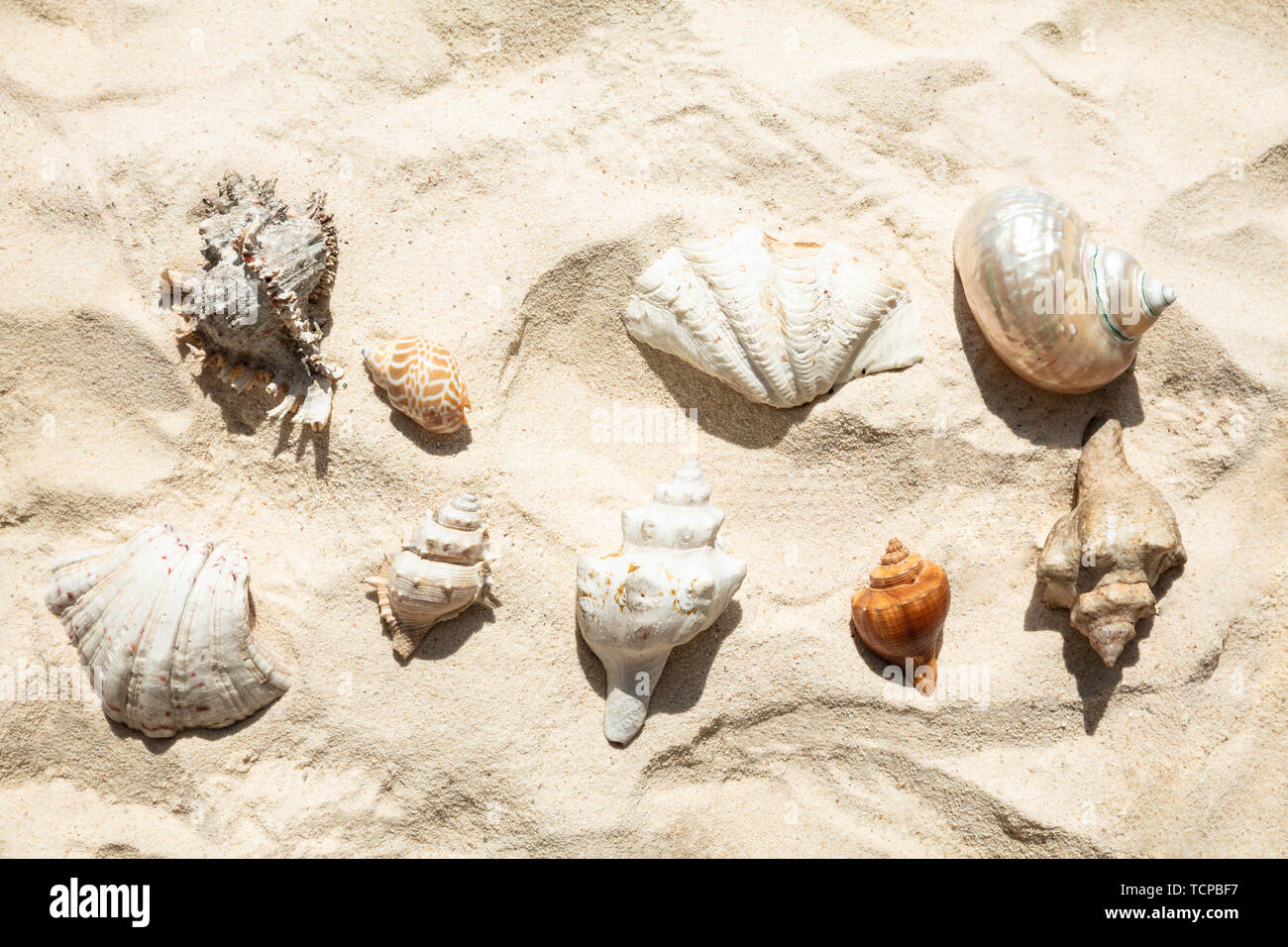 An Overhead View Of Seashells On Sand At Beach Stock Photo - Alamy