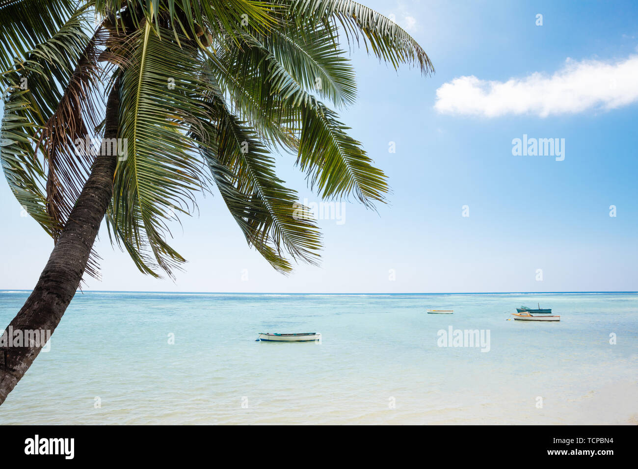Coconut trees near sea hi-res stock photography and images - Alamy