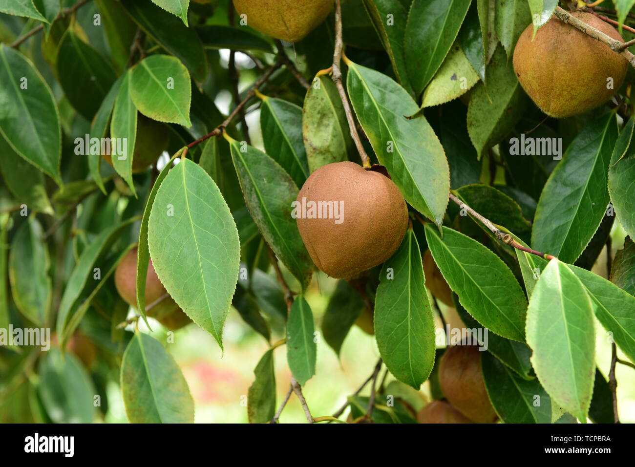 Oil tea, tea fruit Stock Photo - Alamy