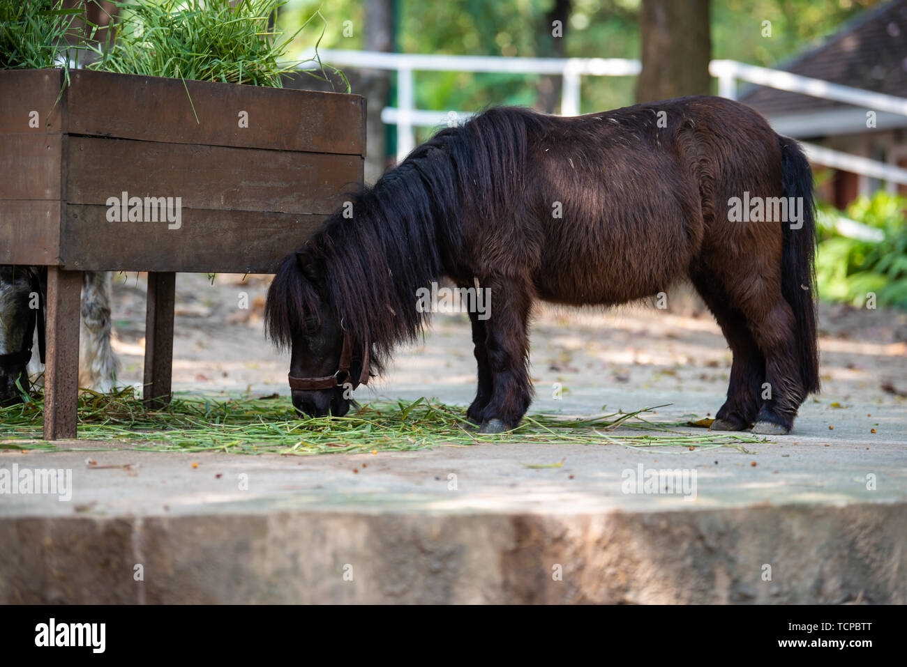 A pony eating grass Stock Photo - Alamy