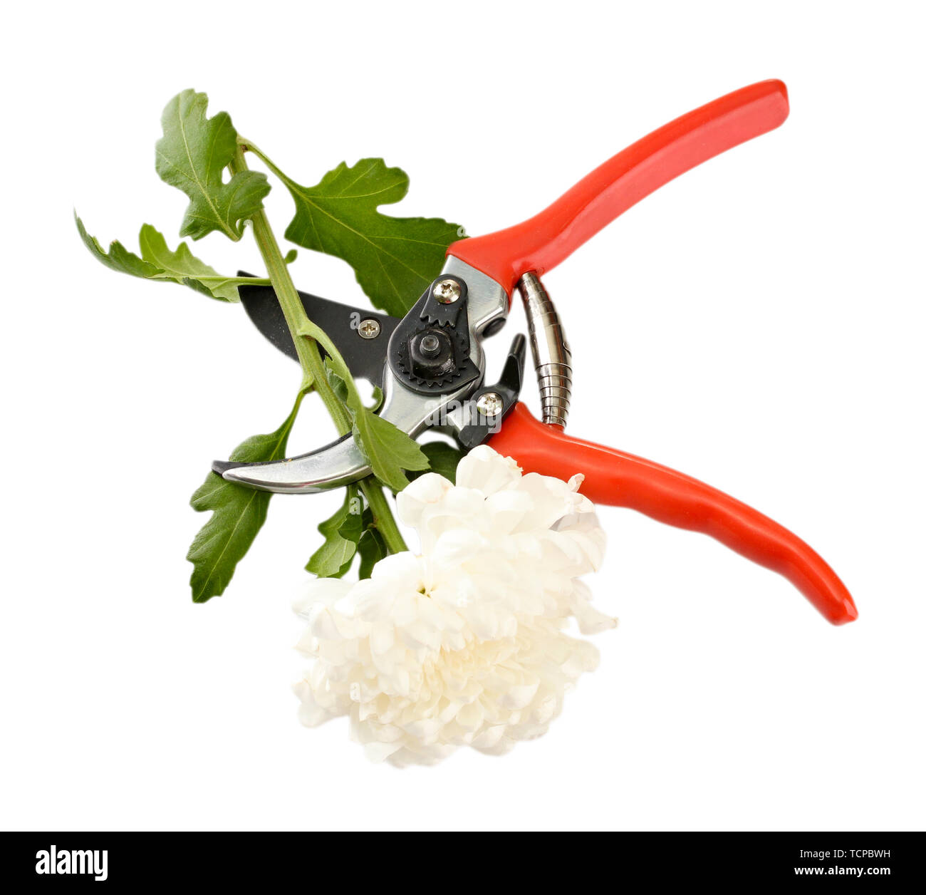 Secateurs with flower isolated on white Stock Photo - Alamy