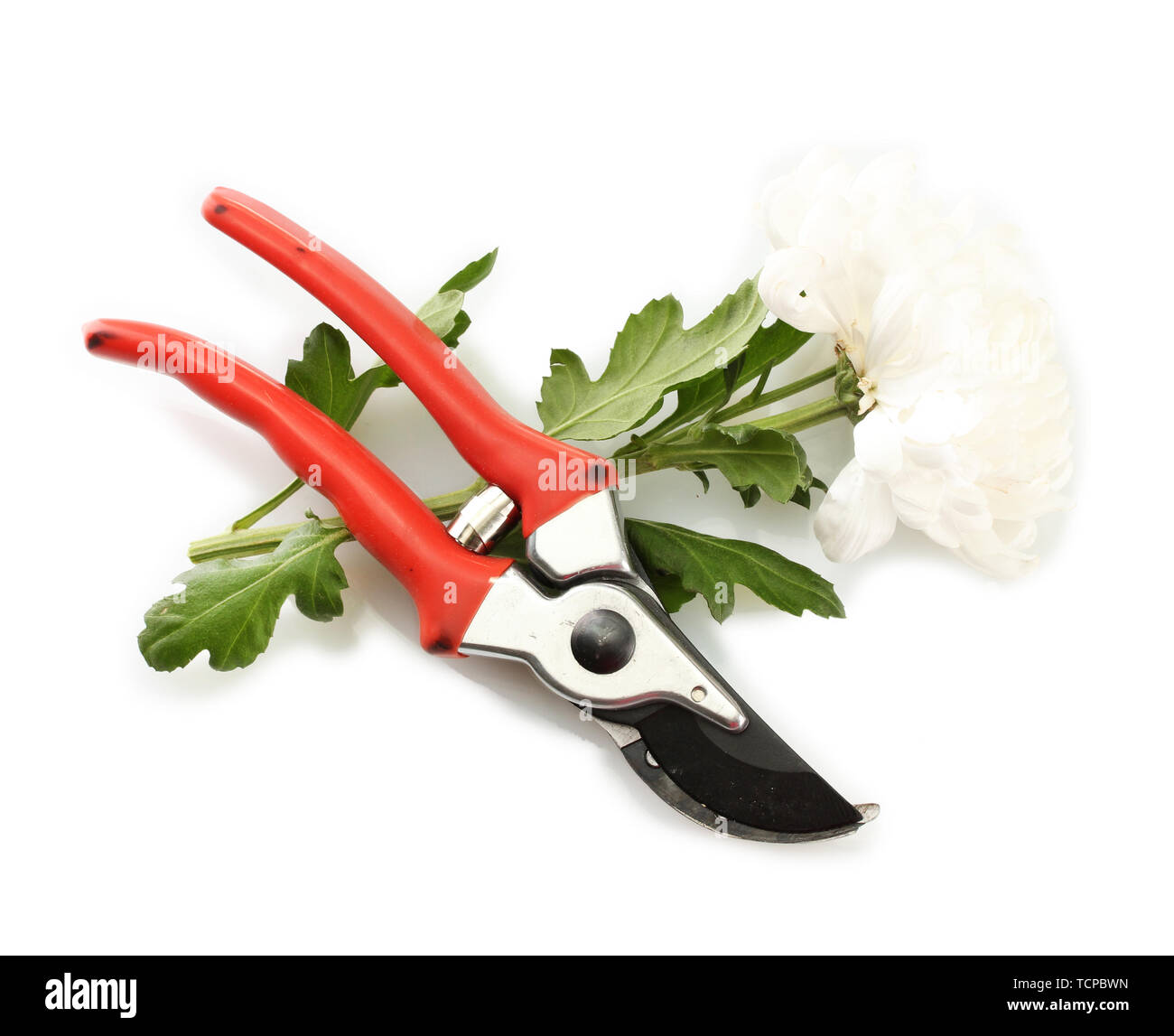 Secateurs with flower isolated on white Stock Photo - Alamy