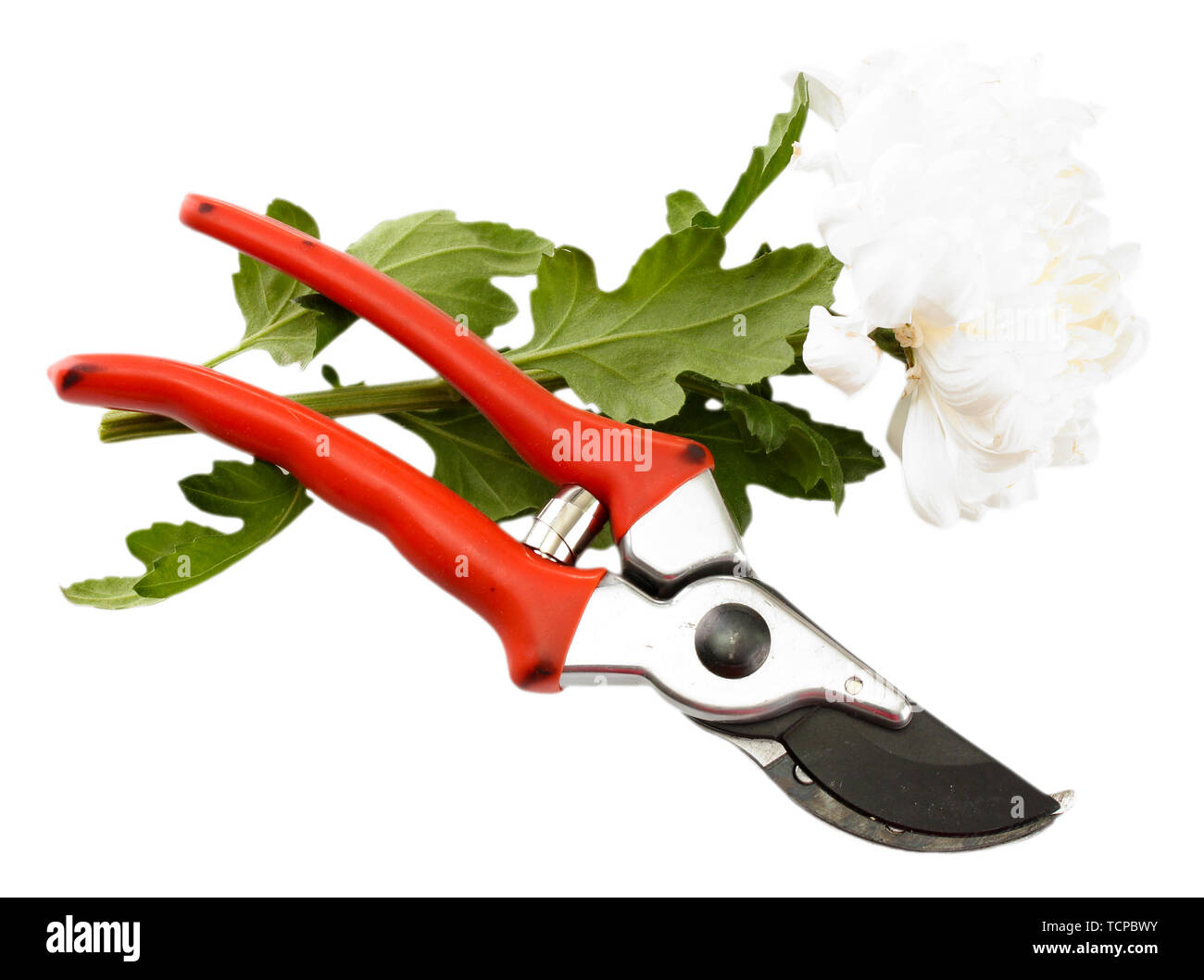 Secateurs with flower isolated on white Stock Photo - Alamy