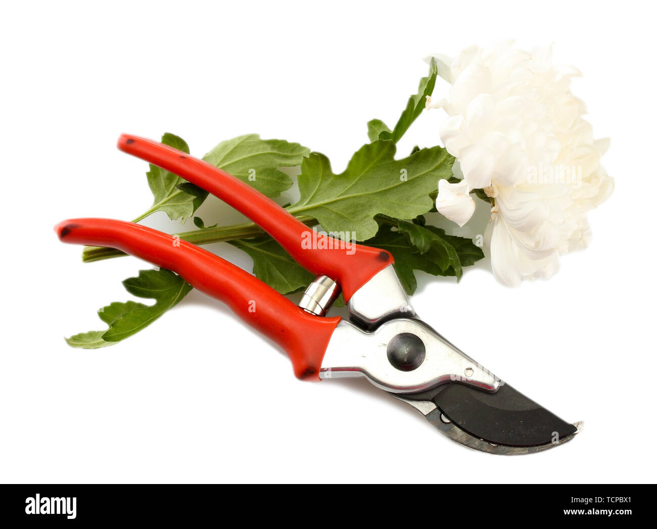 Secateurs with flower isolated on white Stock Photo - Alamy