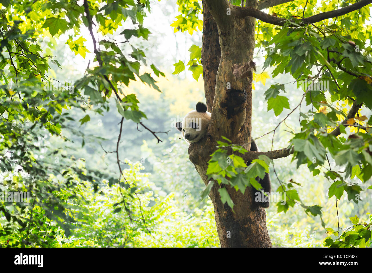 The panda is in the tree Stock Photo - Alamy