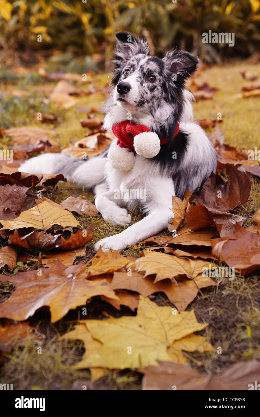 Cute siding hi-res stock photography and images - Alamy