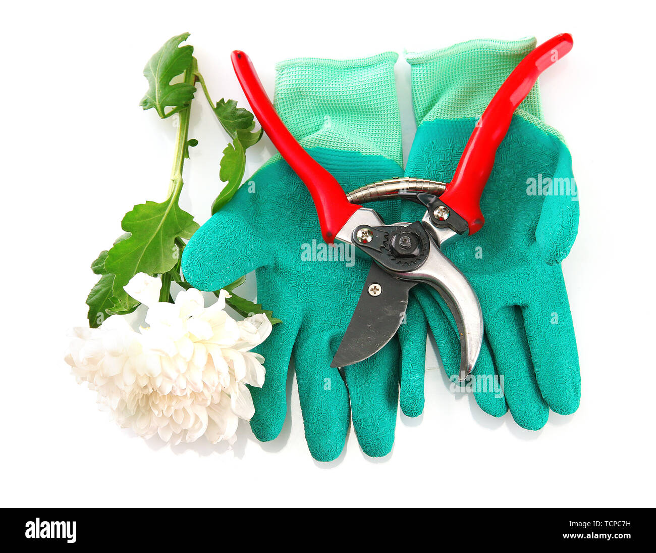 Secateurs with flower isolated on white Stock Photo - Alamy