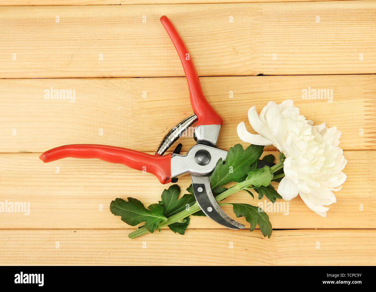 Secateurs with flower isolated on white Stock Photo - Alamy