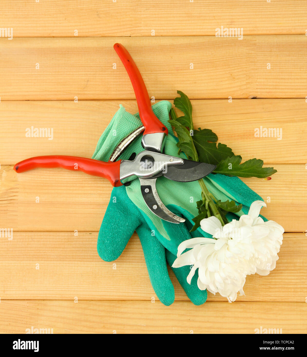 Secateurs with flower isolated on white Stock Photo - Alamy