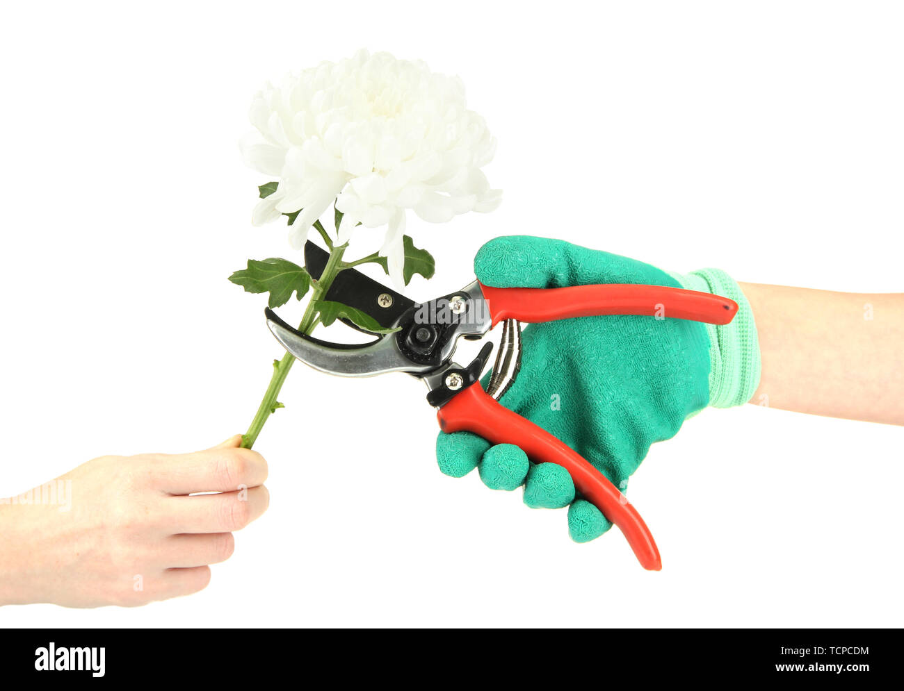 cutting flower with pruning shears isolated on white Stock Photo - Alamy