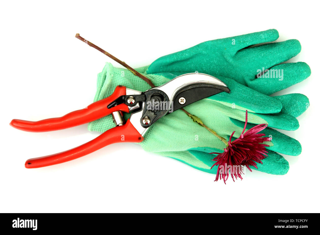 Secateurs with flower isolated on white Stock Photo - Alamy